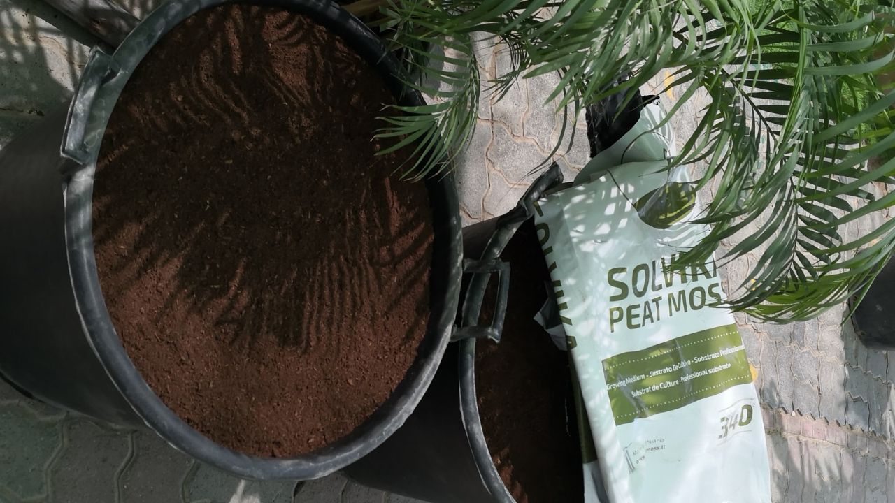 Why Solvika Peat Moss is a Game-Changer for Dubai’s Urban Gardens ...
