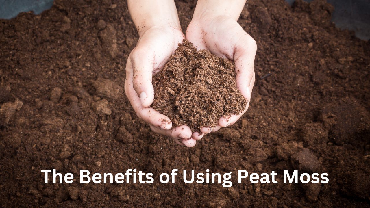 The Benefits of Using Peat Moss - Megacorp Agro