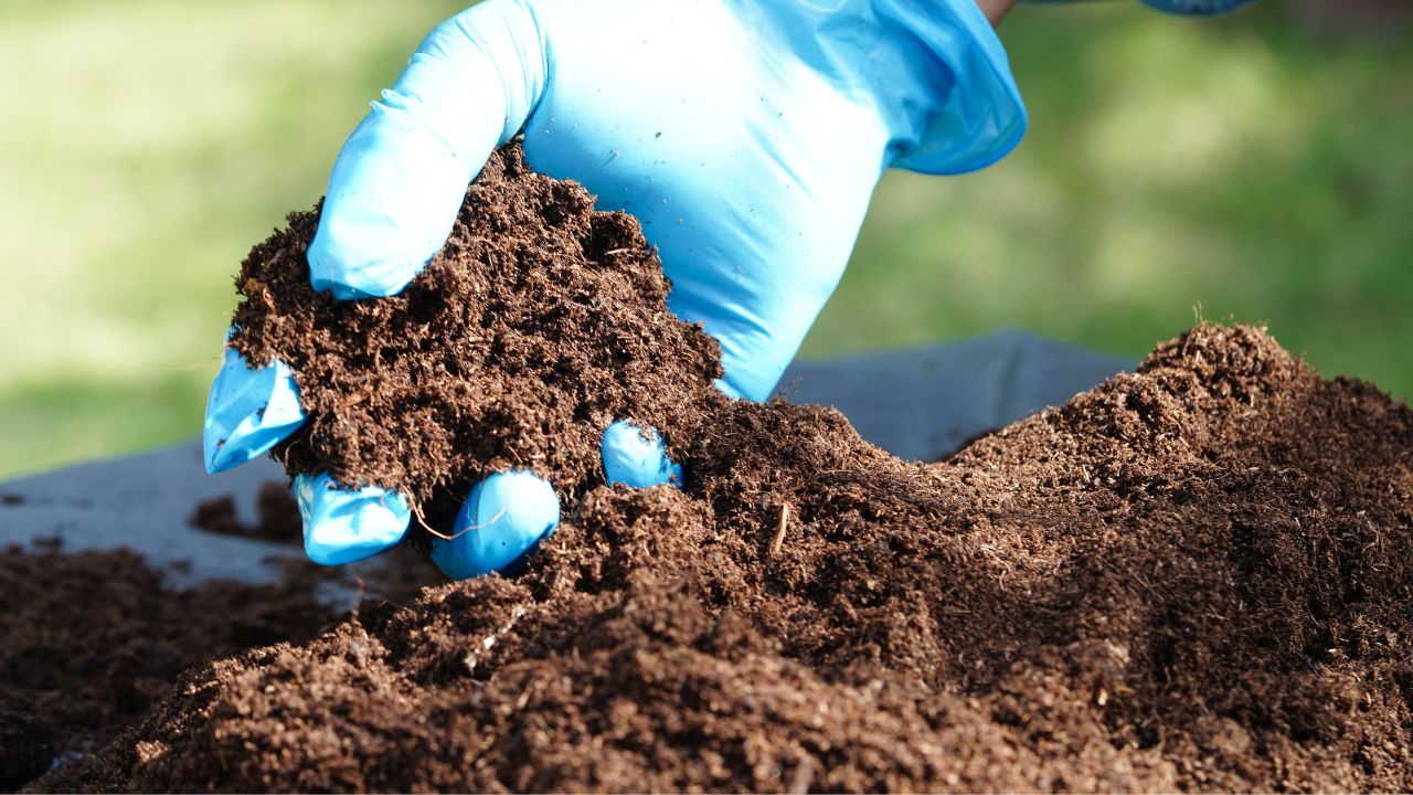 How to Effectively Use Peat Moss in Gardening - Megacorp Agro